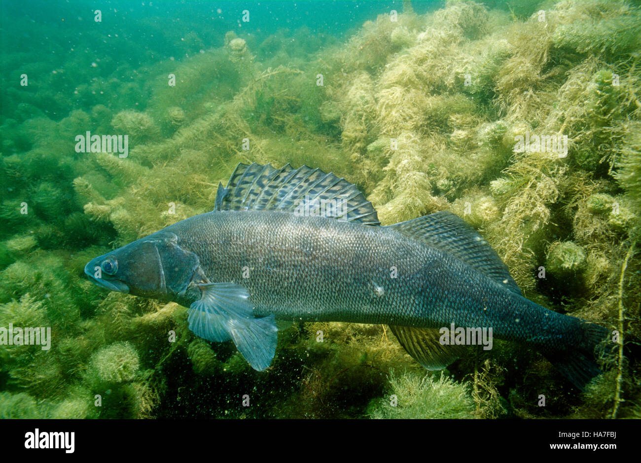 Fish zander animal animals fish hi-res stock photography and images - Alamy