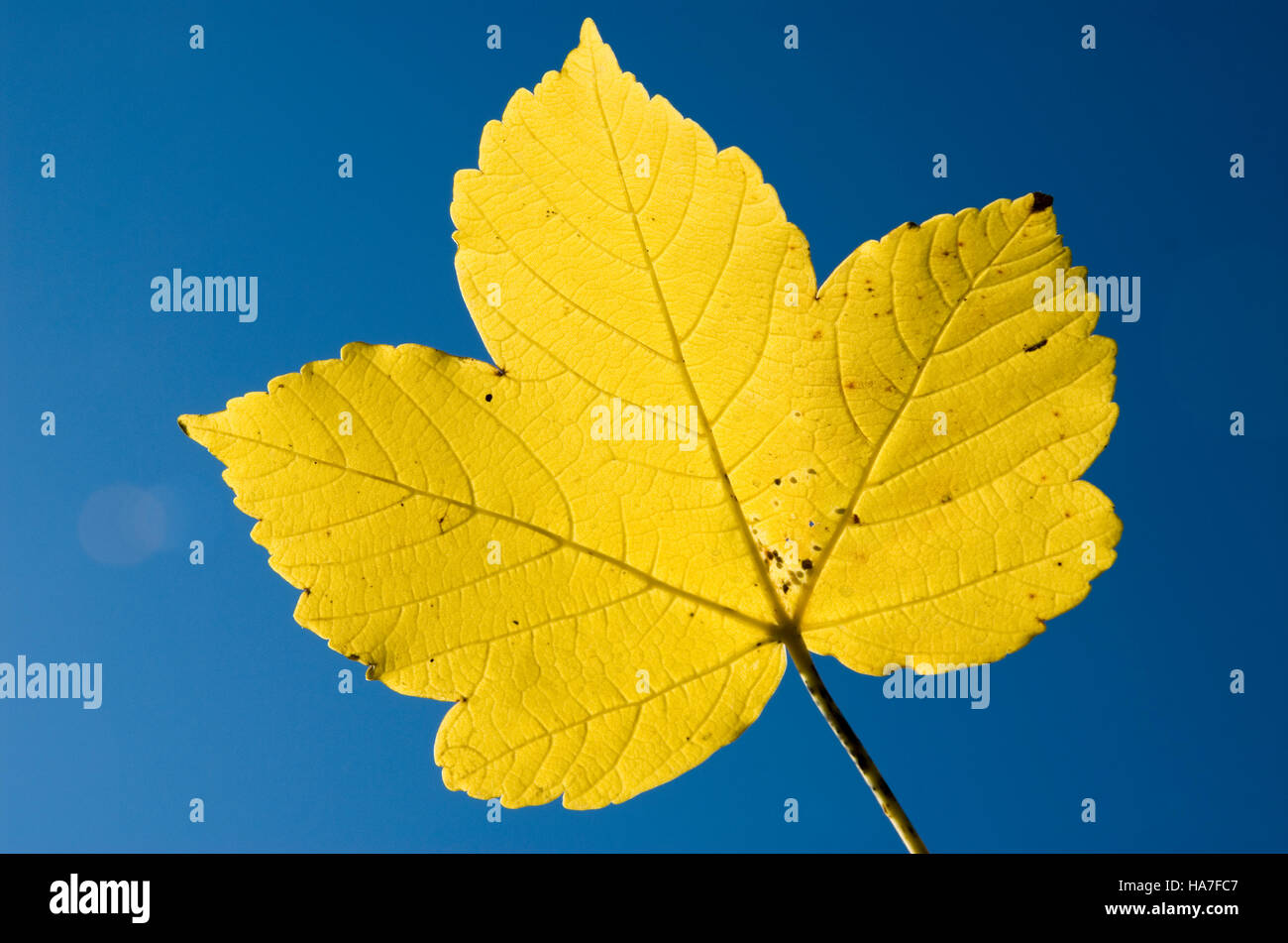Yellow maple leaf Stock Photo - Alamy