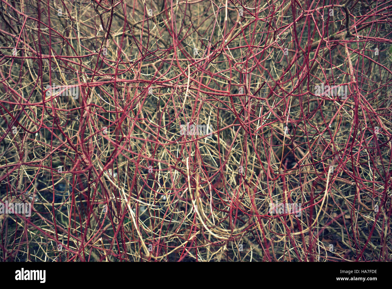 twigs branches trees leafs patterns background Stock Photo - Alamy