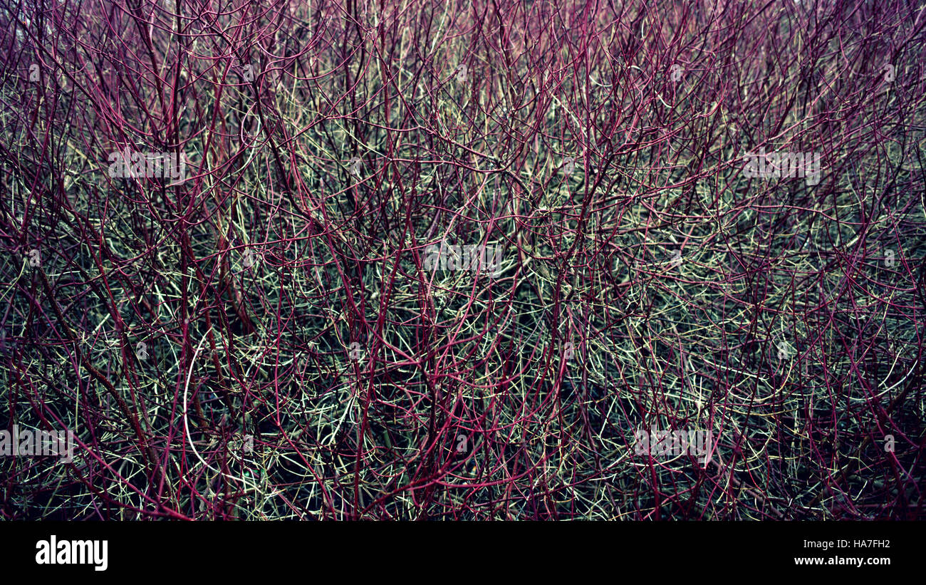 twigs branches trees leafs patterns background Stock Photo - Alamy