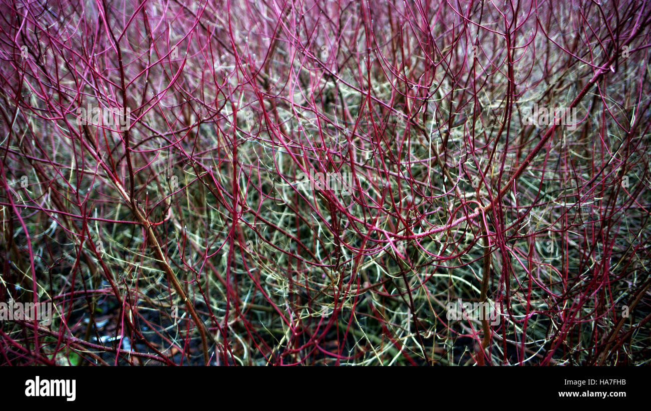 twigs branches trees leafs patterns background Stock Photo - Alamy