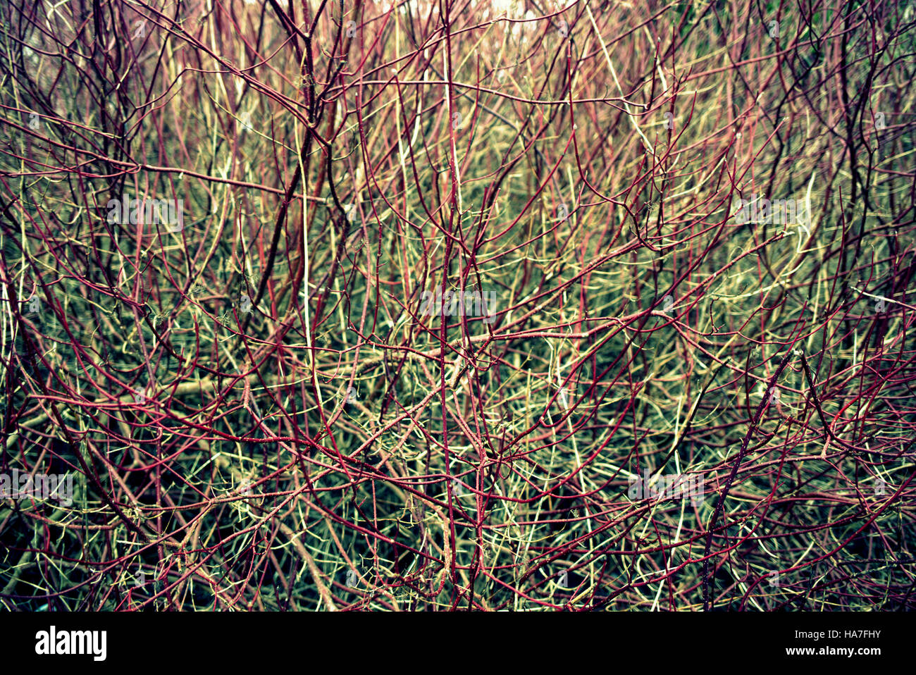 twigs branches trees leafs patterns background Stock Photo - Alamy