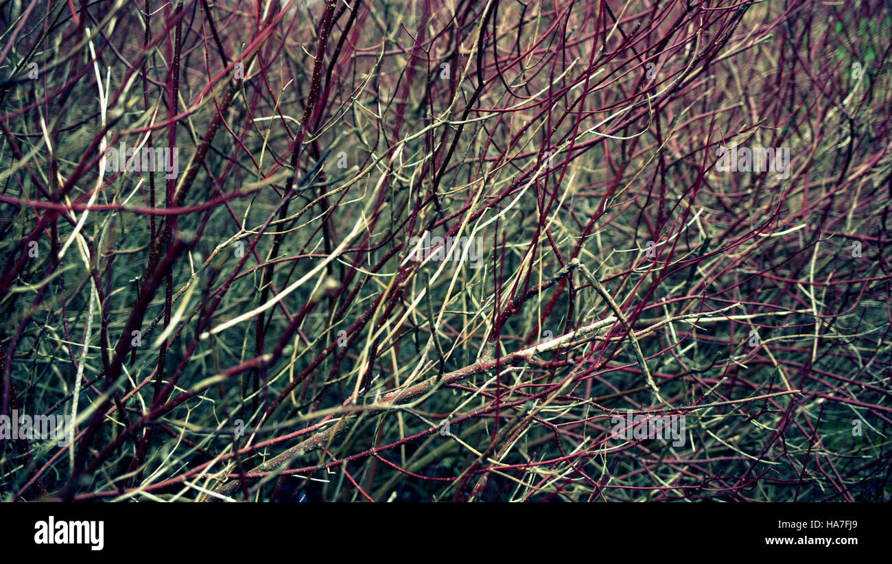 twigs branches trees leafs patterns background Stock Photo - Alamy