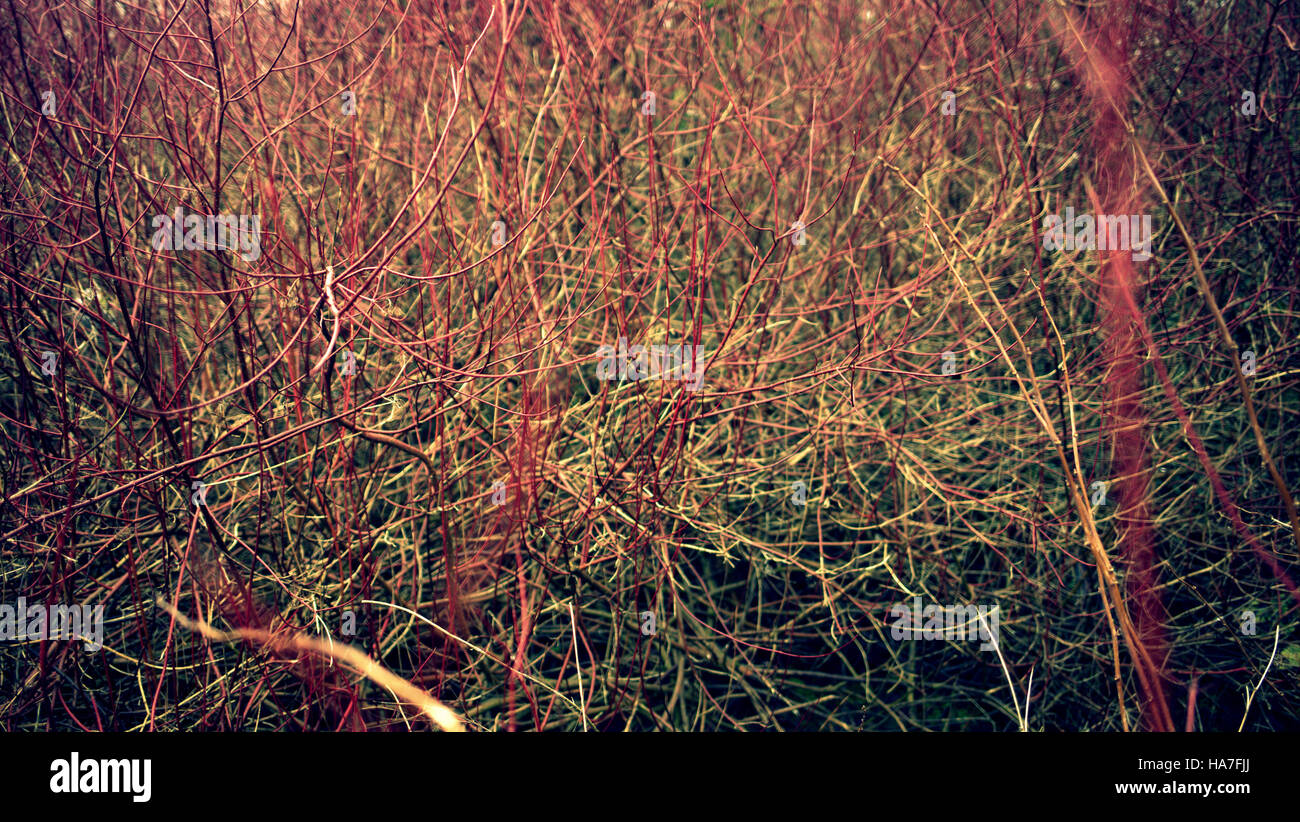 twigs branches trees leafs patterns background Stock Photo - Alamy