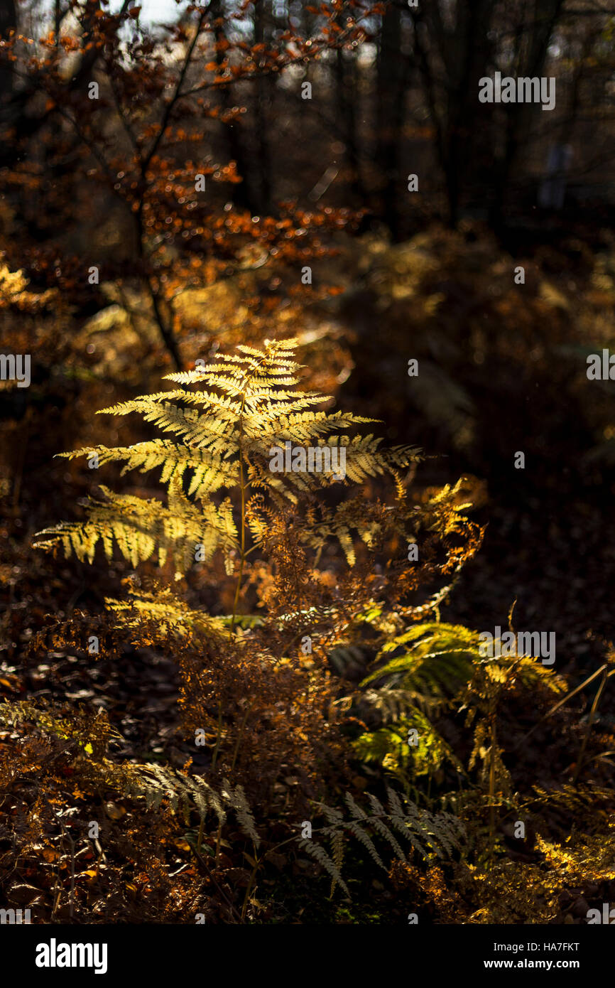 Yellow Fern Highlighted by Sunlight in Epping Forest Stock Photo - Alamy