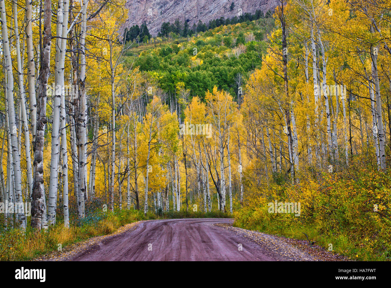 Aspen trees of Kebler Pass Colorado outside of Crested Butte show off ...
