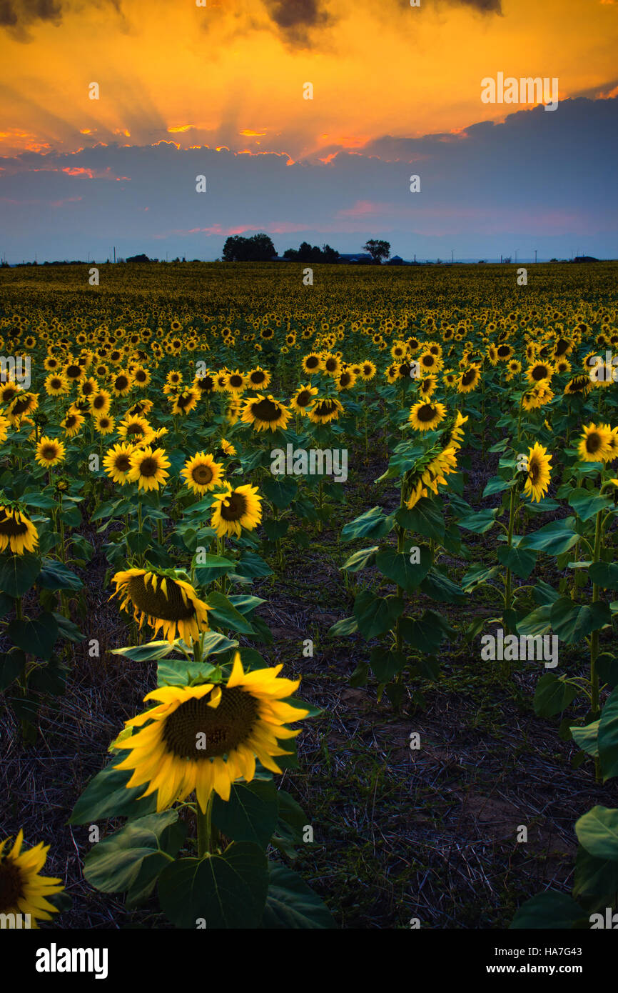 A mid August sunset comes alive over the sunflower fields in Colorado ...