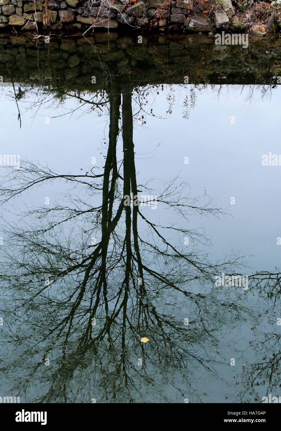 The tree's reflection with 1 leaf Stock Photo - Alamy