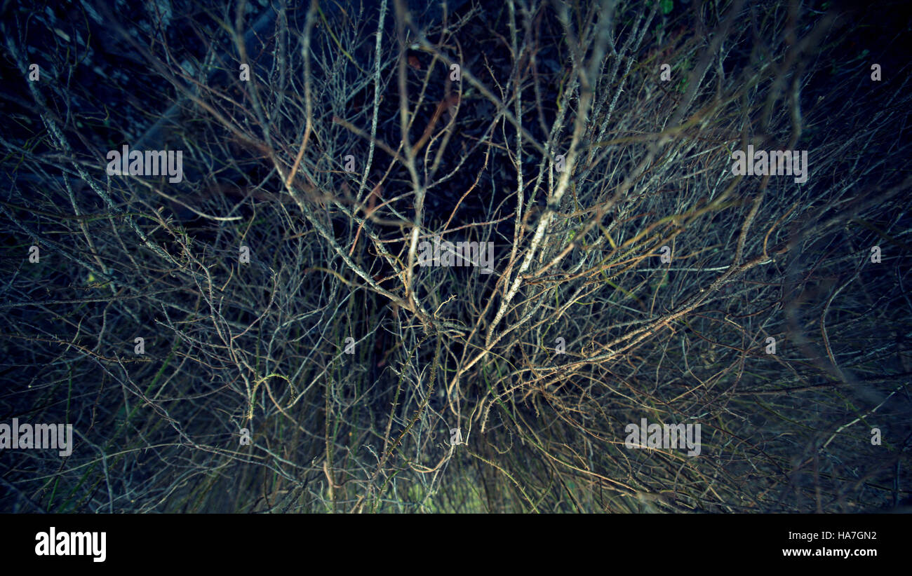 twigs branches trees leafs patterns background Stock Photo - Alamy