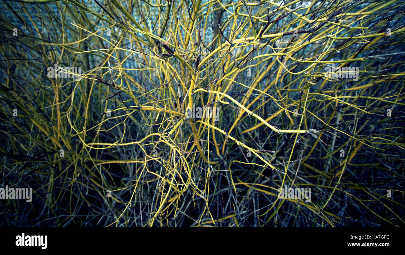 twigs branches trees leafs patterns background Stock Photo - Alamy