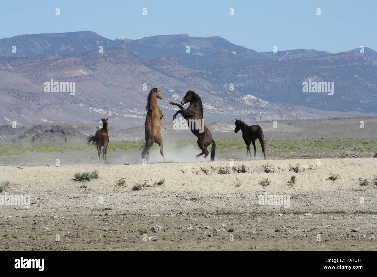 An image capturing the unique desert landscapes of Nevada's public ...