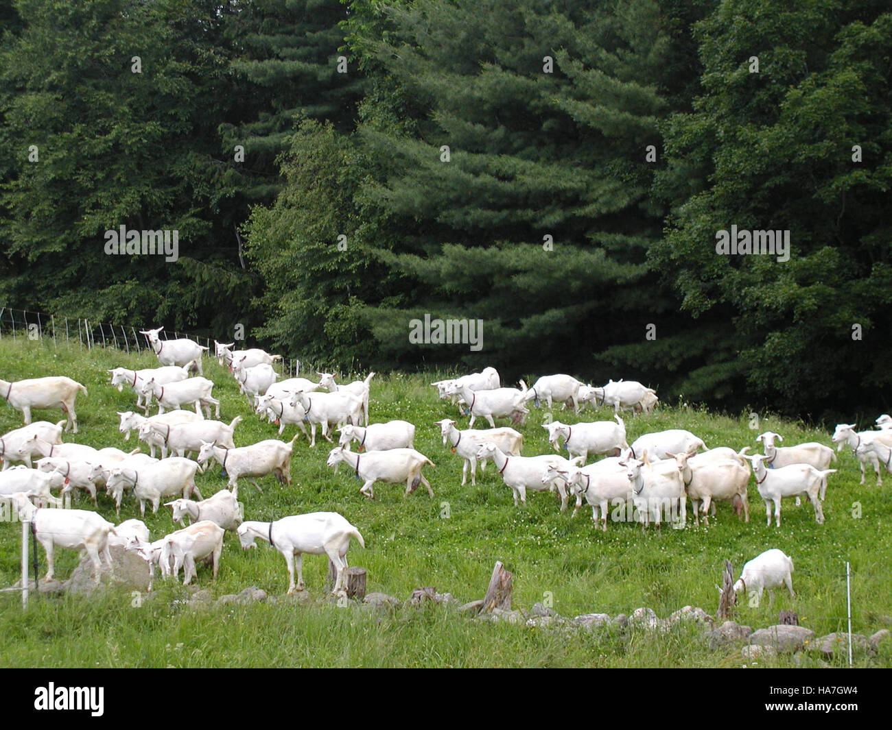 Goats browse the landscape in a National Park, helping to maintain ...