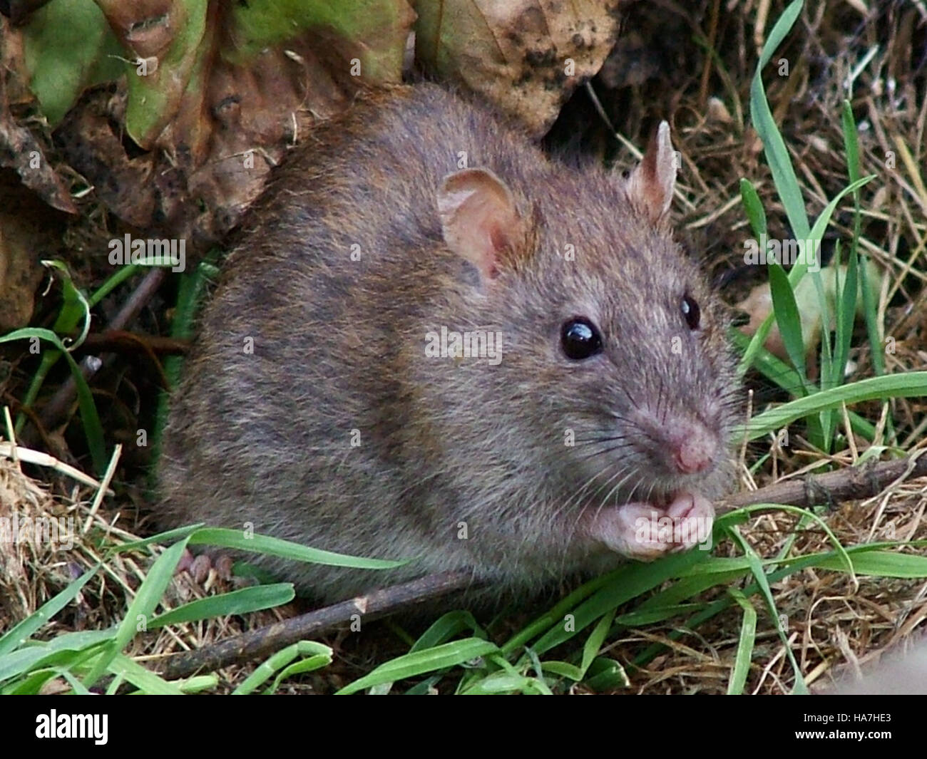 Rodent damage management efforts in national parks are crucial for ...
