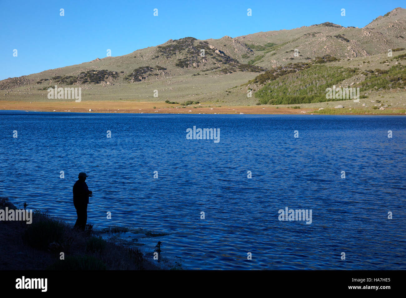 Pine Forest in Nevada offers a vital ecosystem for local wildlife and ...