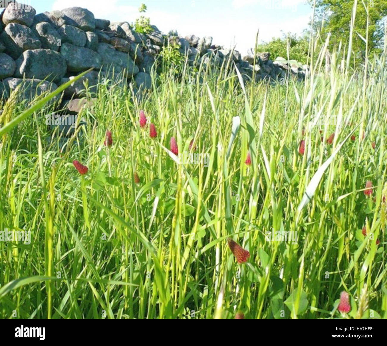 A cover crop cocktail, a mix of different plants grown together to ...