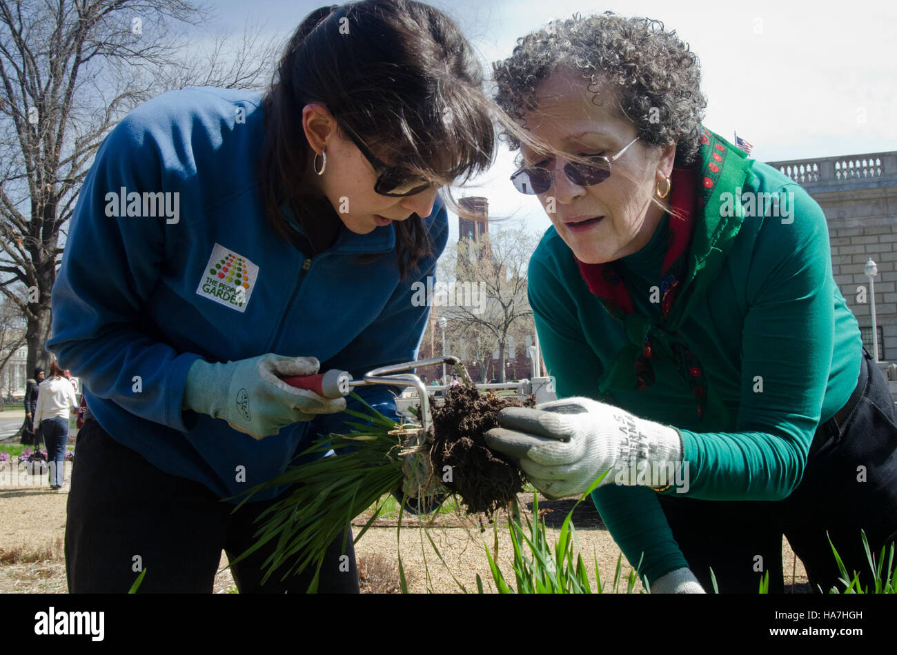 This image shows volunteers working in the People’s Garden, where they ...