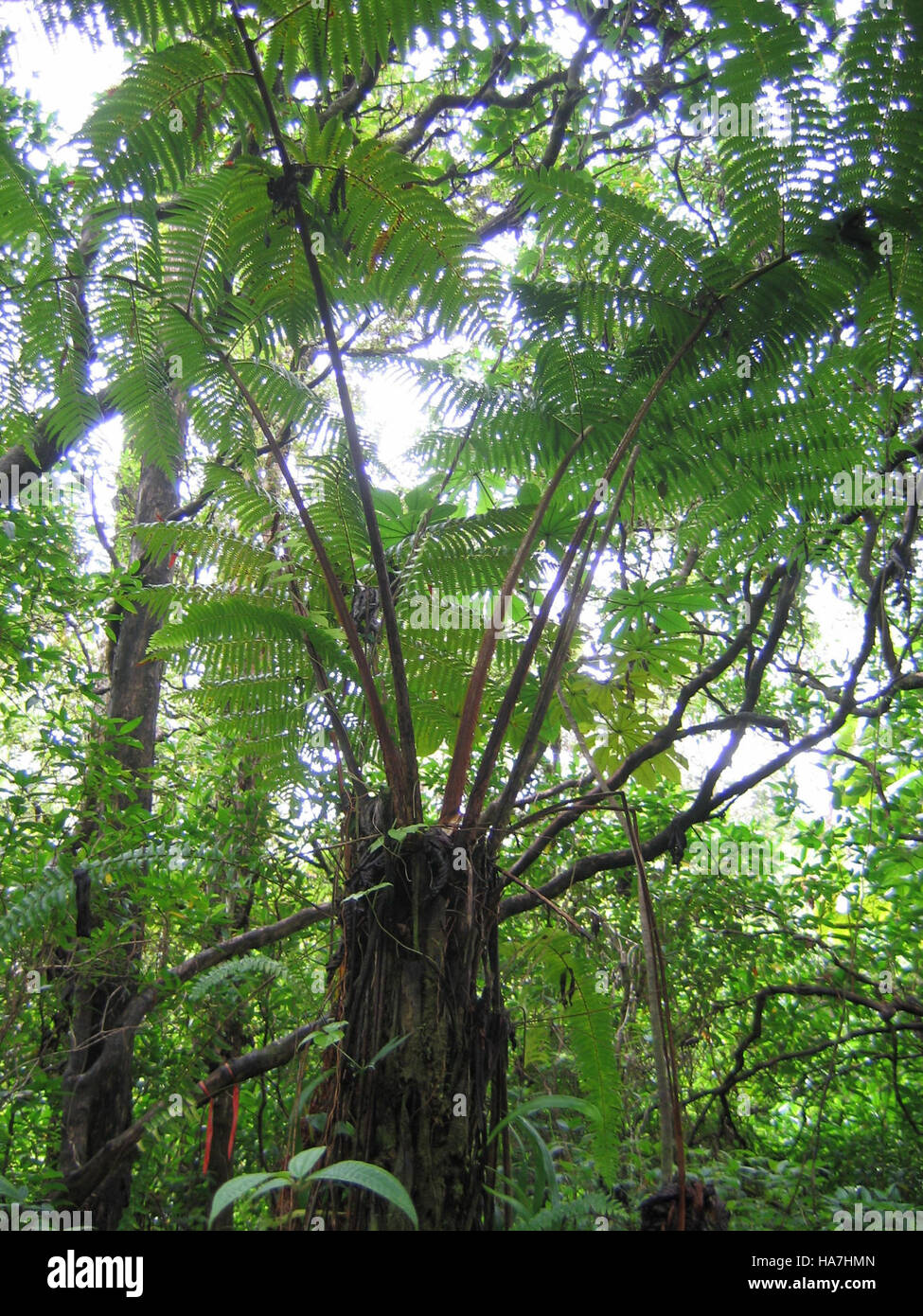 A rare sighting of the Hapuu, a native Hawaiian plant, in a national ...
