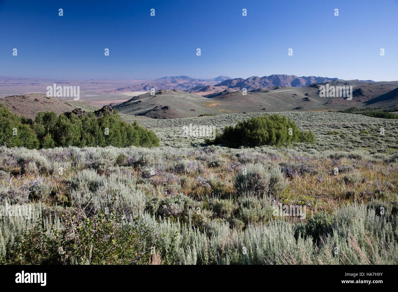 Pine Forest in Nevada represents a vital natural landscape, showcasing ...