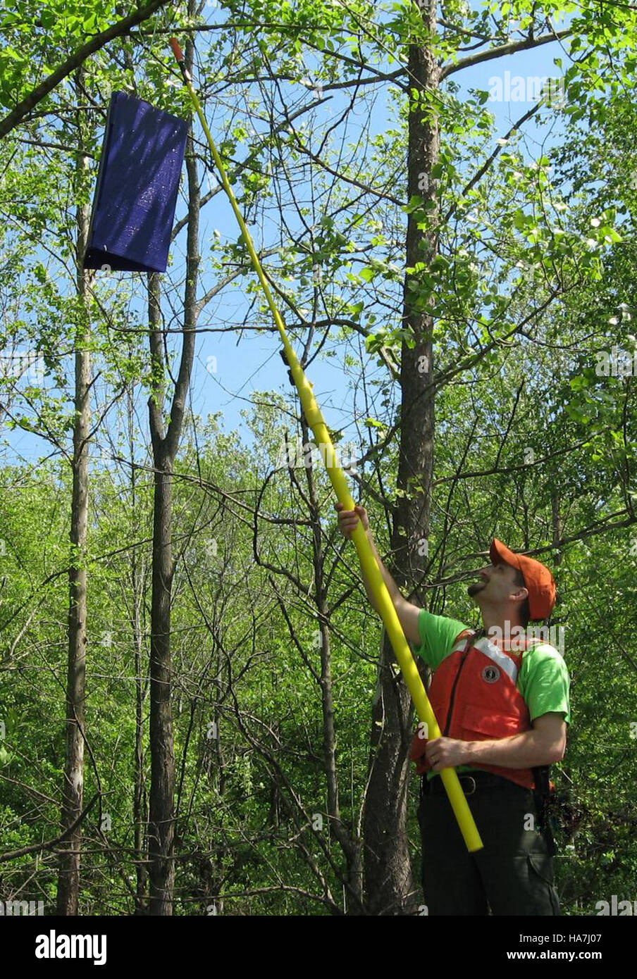 The Emerald Ash Borer, an invasive species affecting ash trees in the U ...