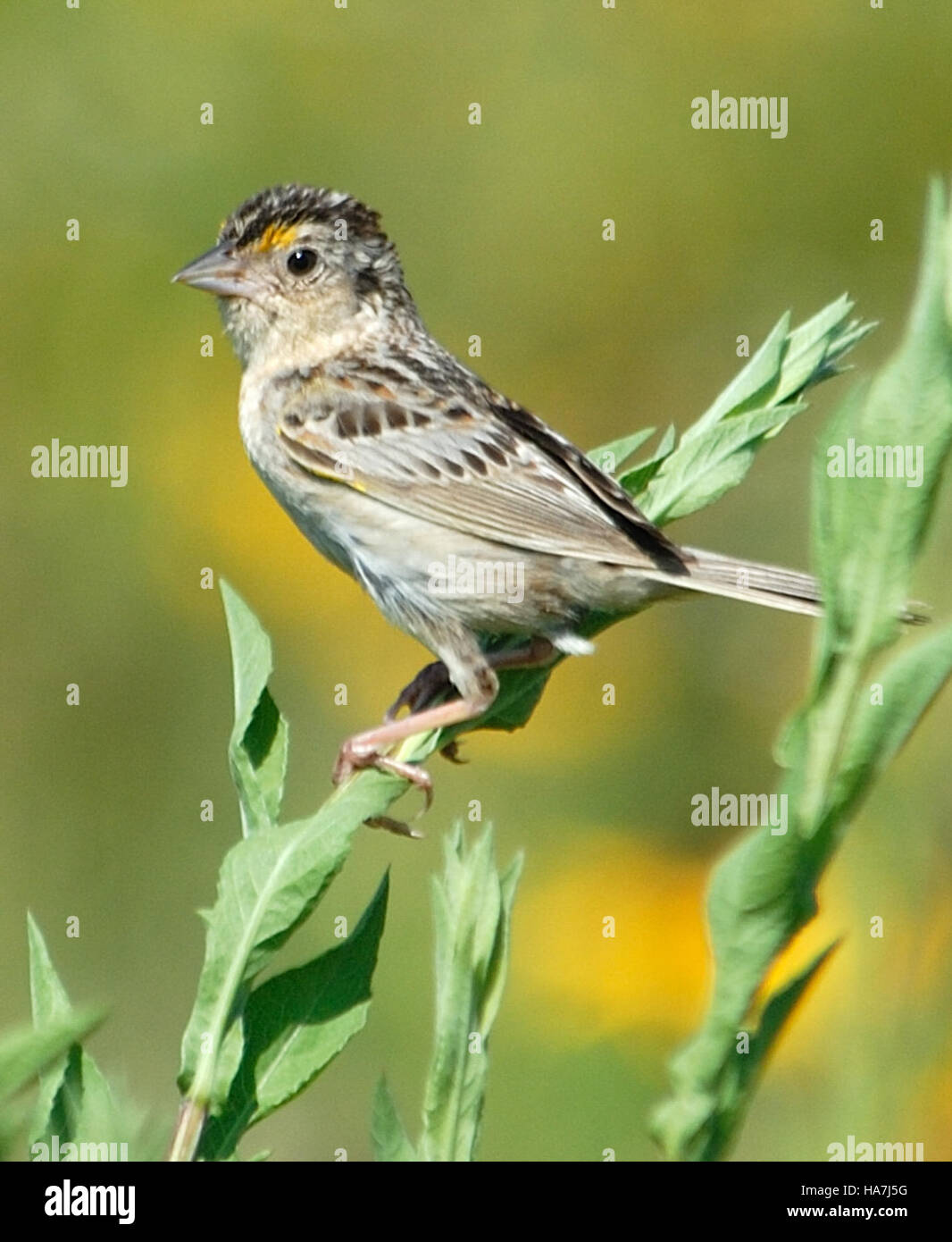 usdagov 5664736766 grasshopper sparrow Stock Photo - Alamy