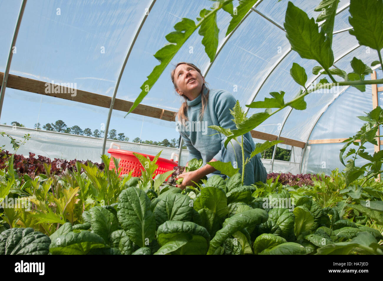 Lsc 1 hi-res stock photography and images - Alamy