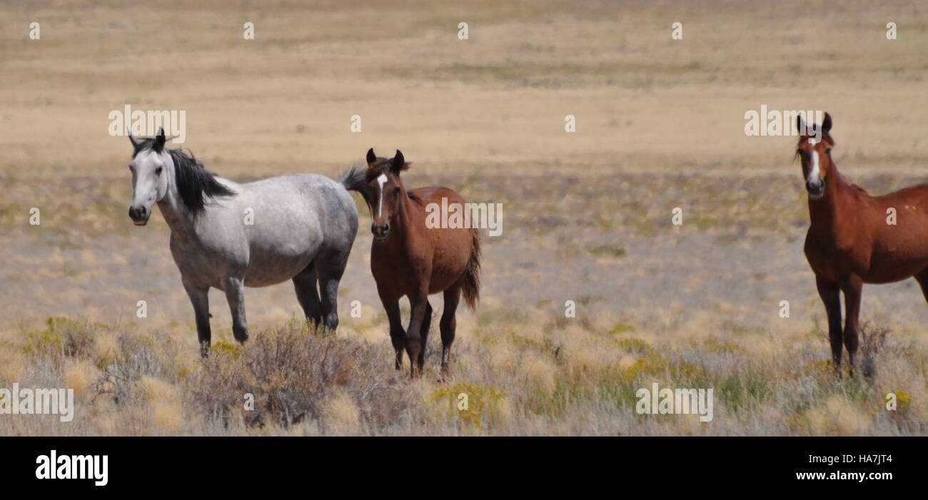 A Bureau of Land Management (BLM) property in Nevada features scenic ...