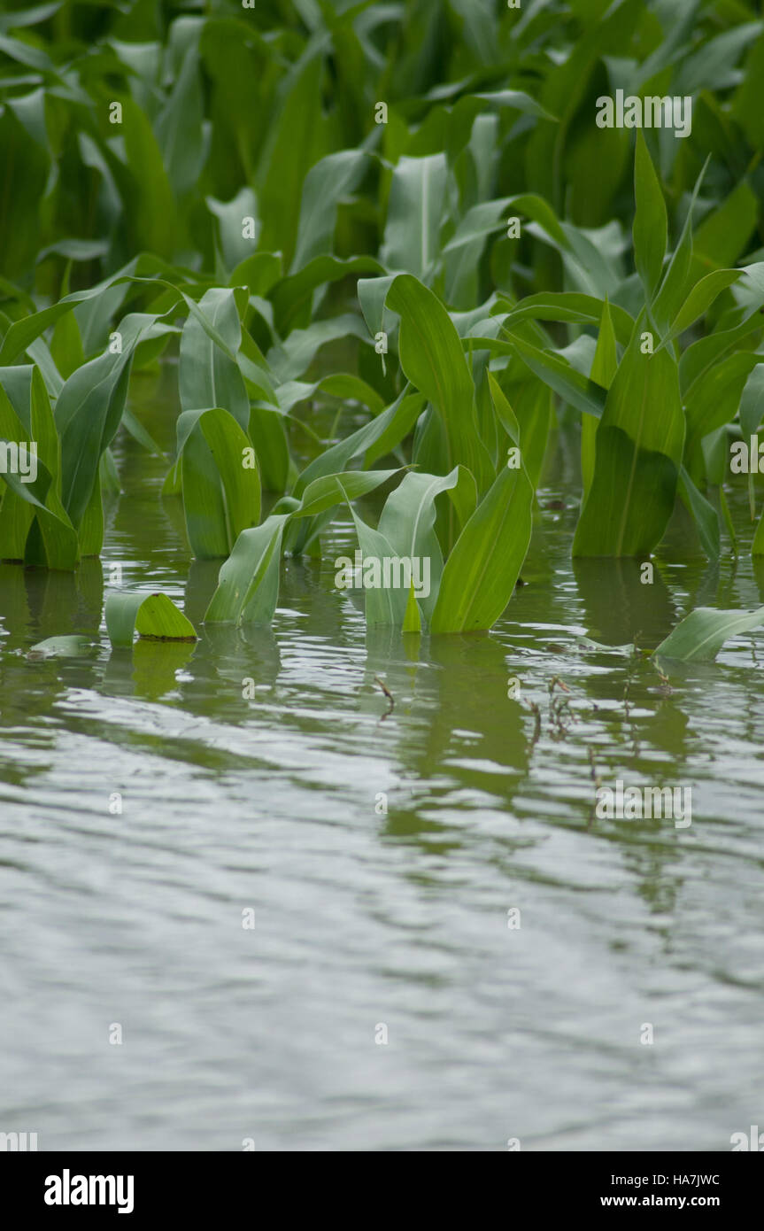 This document outlines USDA programs related to agricultural ...