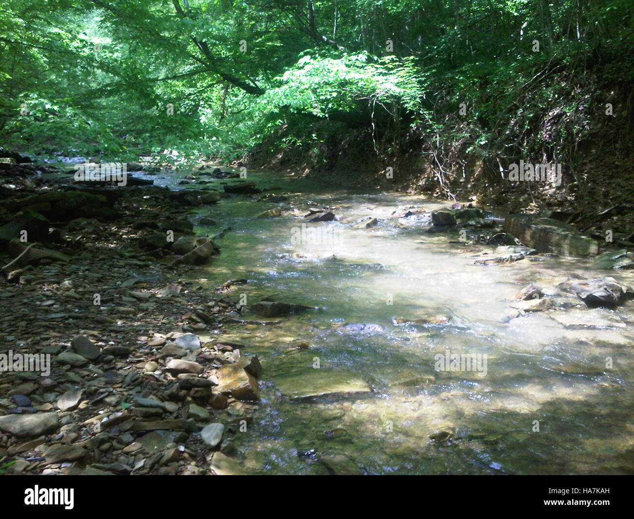 This image shows a small creek behind a residential property ...