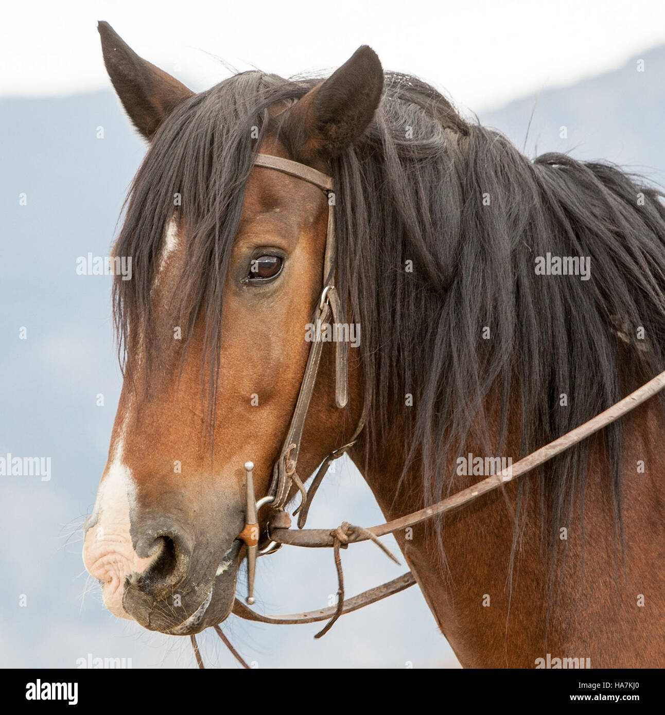 Gary Face is an important figure in the context of land management in ...