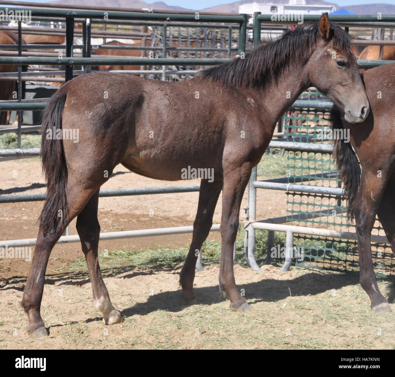 The Stone Cabin Gather event, held by BLM Nevada in 2016, focuses on ...