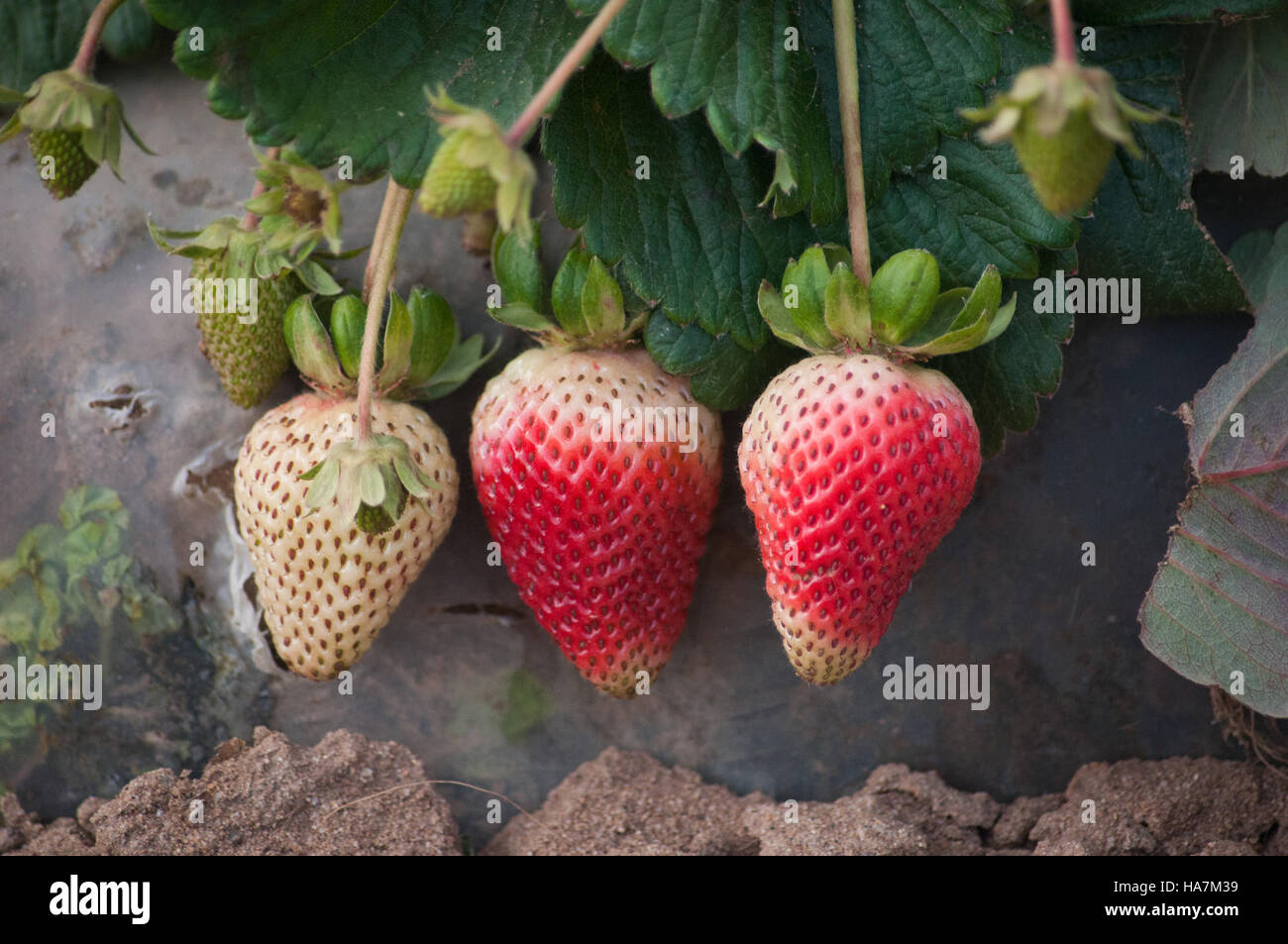 The USDA’s Natural Resources Conservation Service works to preserve ...