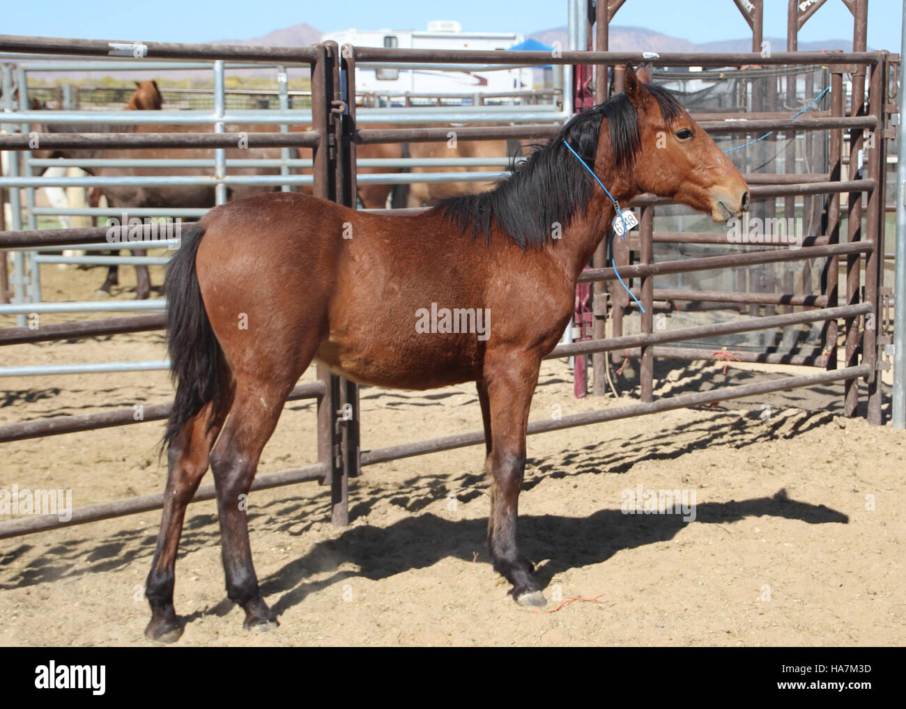 This image features the adoption of horses at the Stone Cabin in Nevada ...