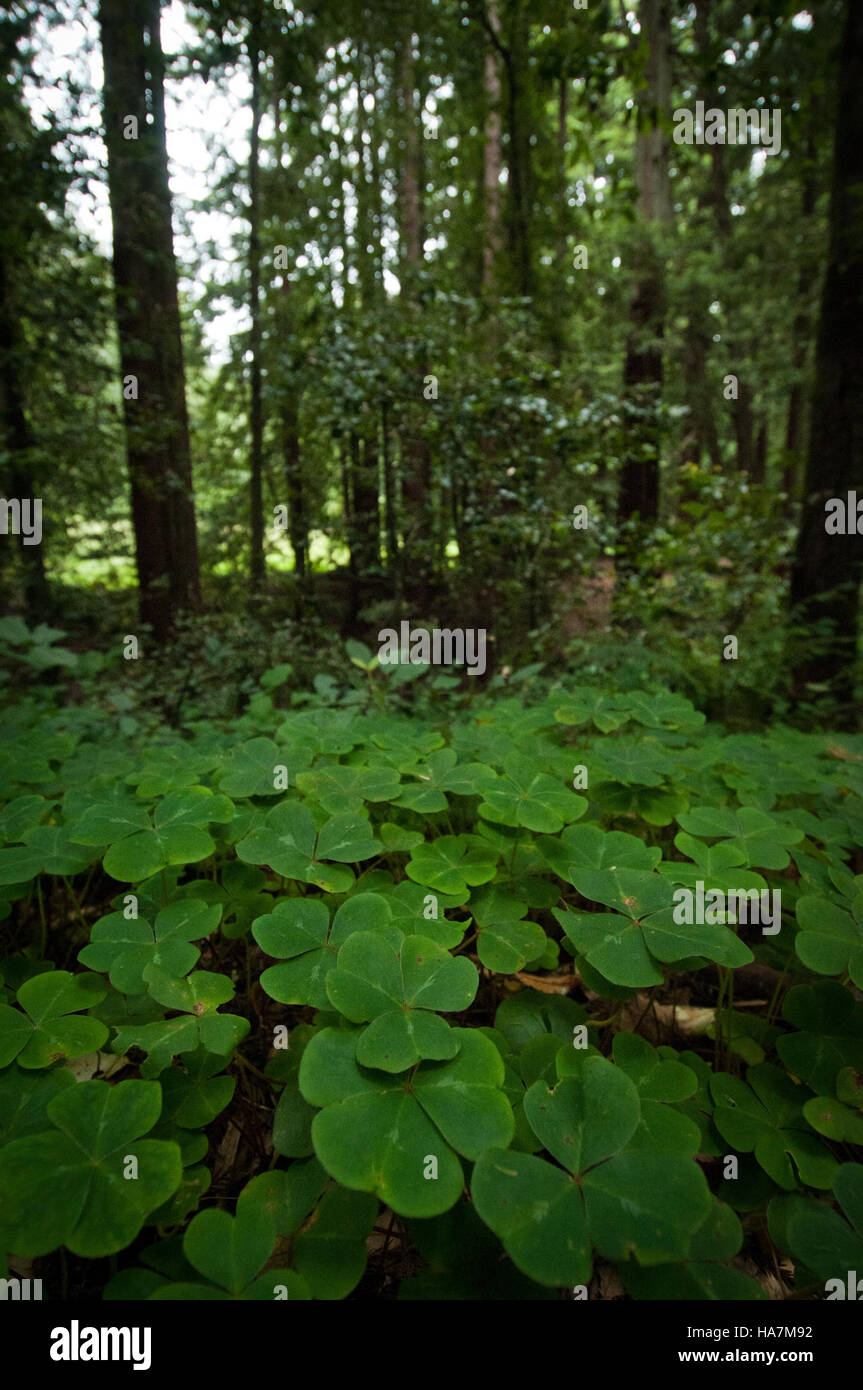 The USDA, in partnership with the Forest Service and NRCS, supports ...