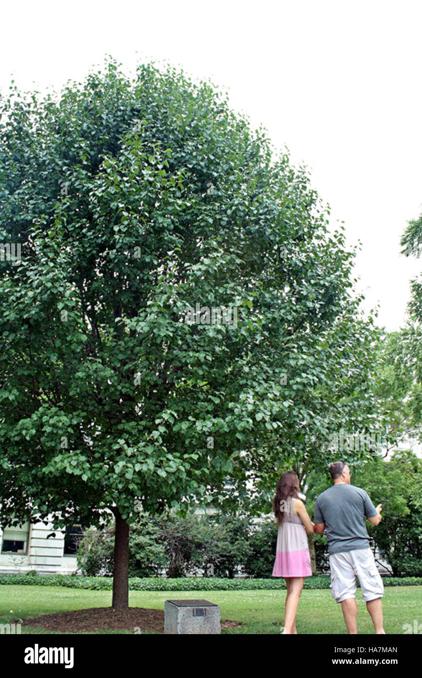 The American Chestnut tree, once a dominant species in the eastern U.S ...