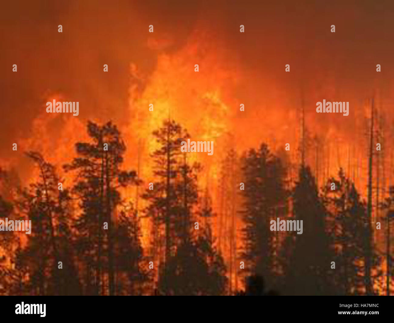 The Wallow Fire, managed by the U.S. Forest Service, was a major ...