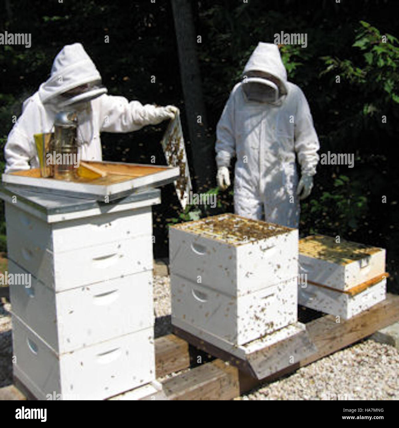 The image highlights the importance of bees in ecological systems ...
