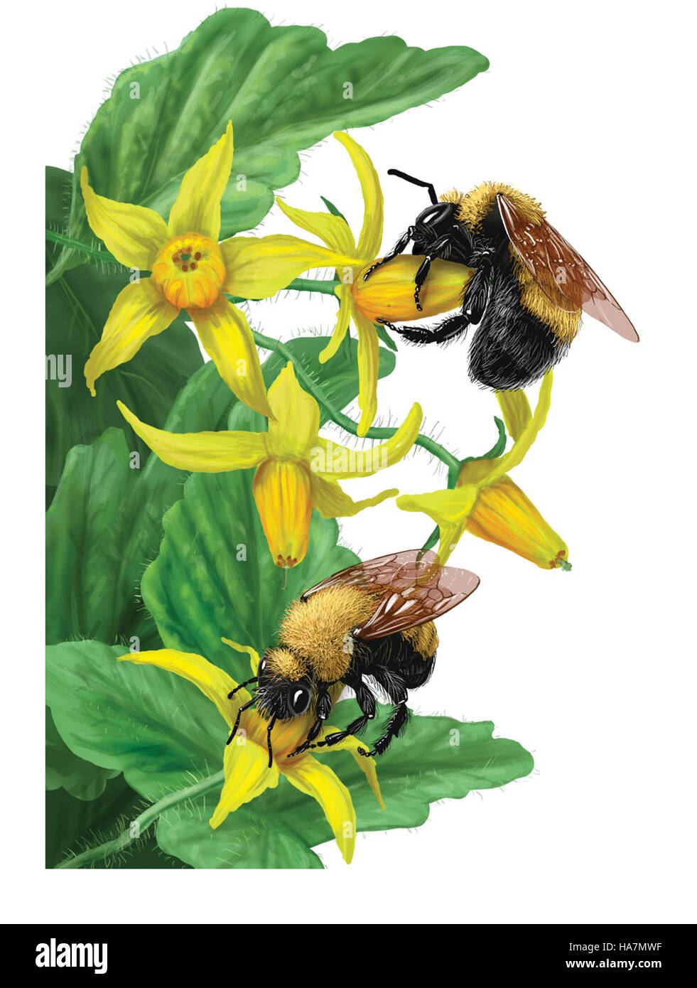 Adaptation food Cut Out Stock Images & Pictures - Alamy