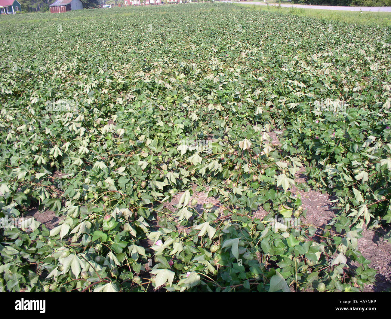 In 2011, Hurricane Irene caused significant damage to U.S. cotton crops ...