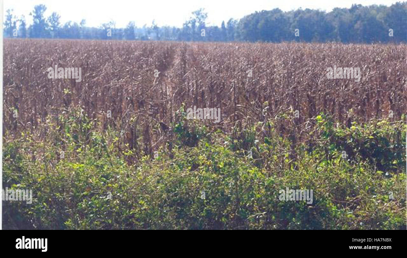 This image depicts the agricultural damage caused by Hurricane Irene ...