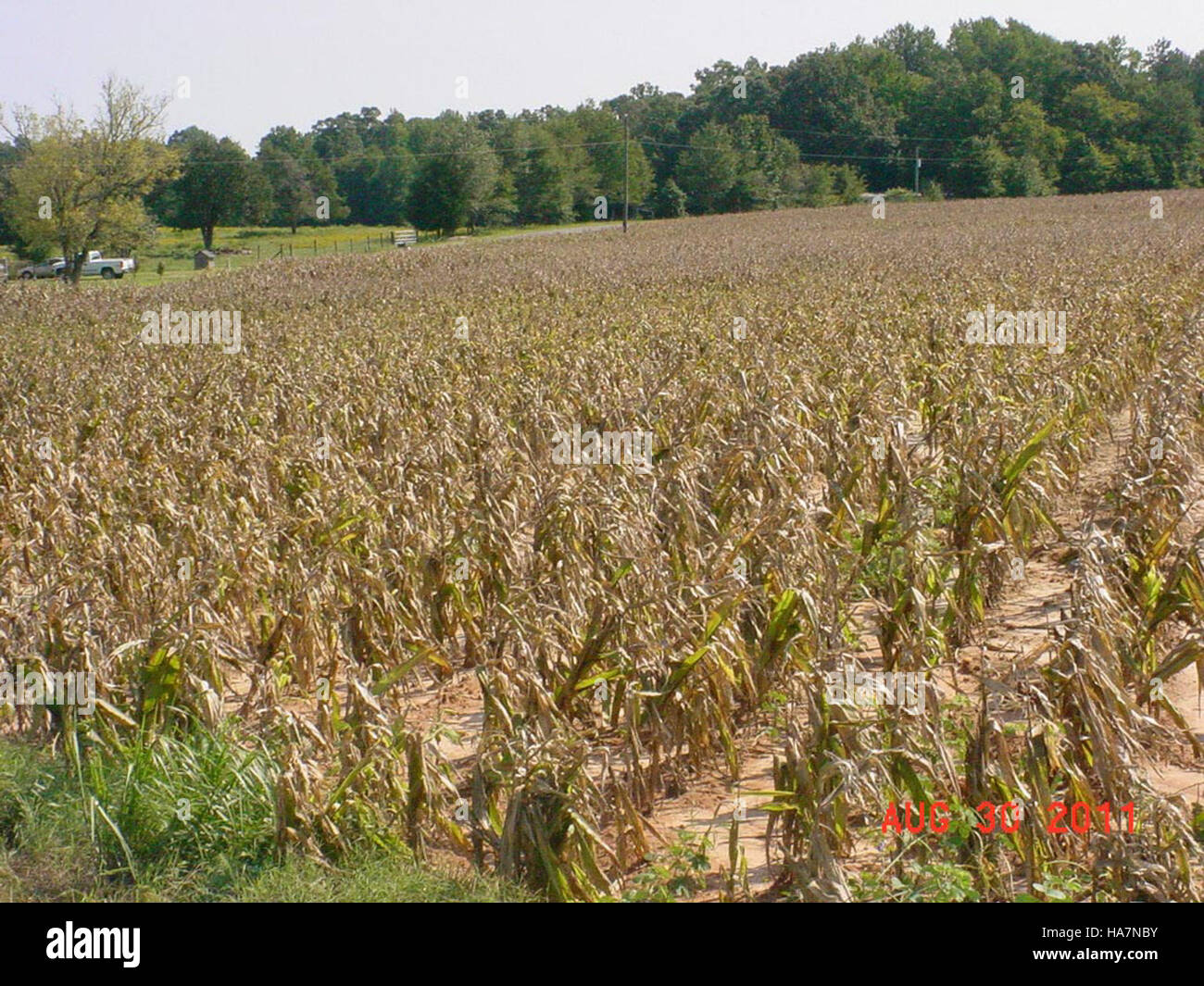 The USDA's FSA reports on crop damage caused by Hurricane Irene ...