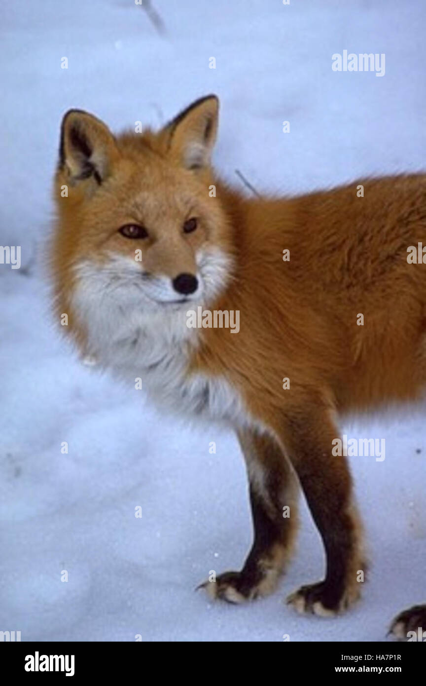 The red fox, a common species found in national parks, plays a crucial ...
