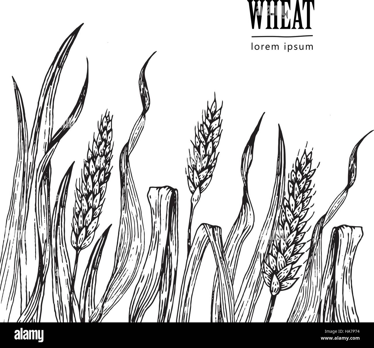 Field of Wheat vector illustration Stock Vector Image & Art - Alamy