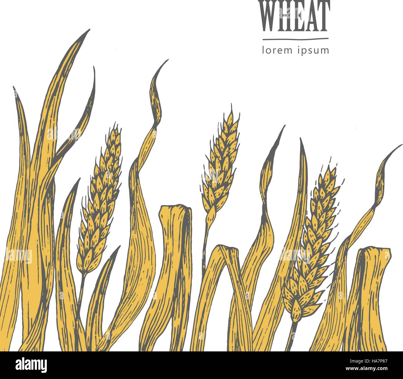 Field of Wheat vector illustration Stock Vector Image & Art - Alamy