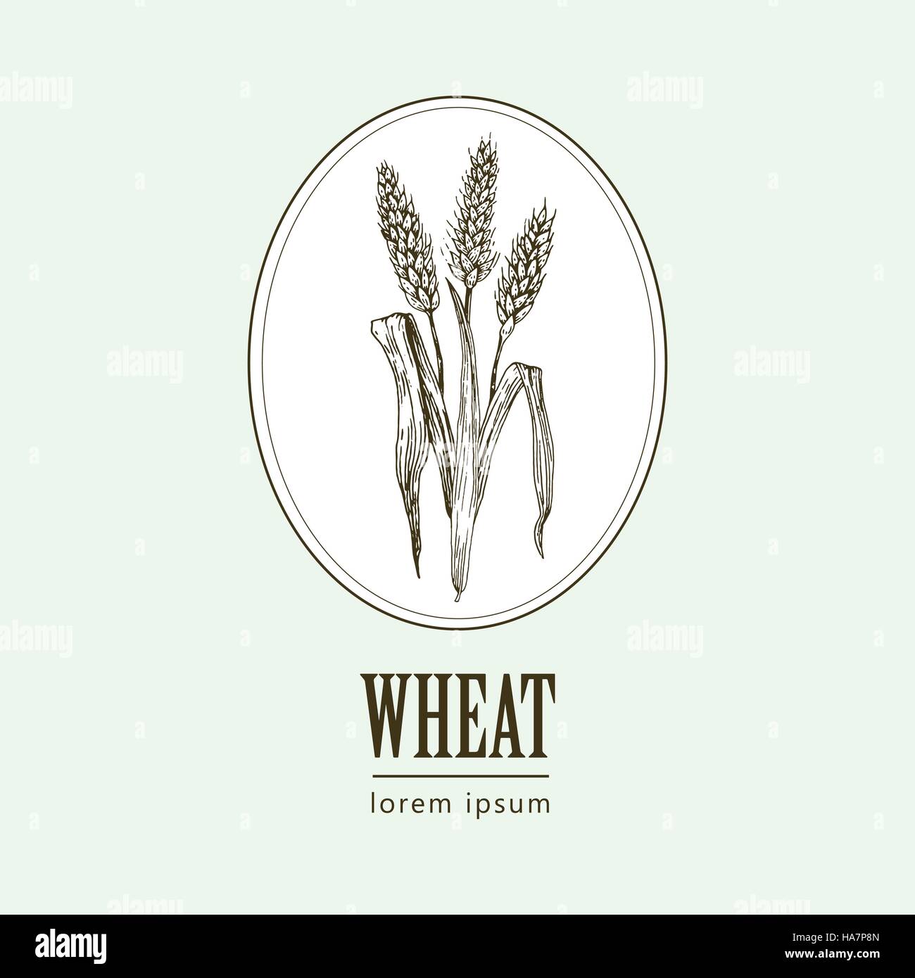 bakery vintage bread or beer logo with wheat Stock Vector Image & Art ...