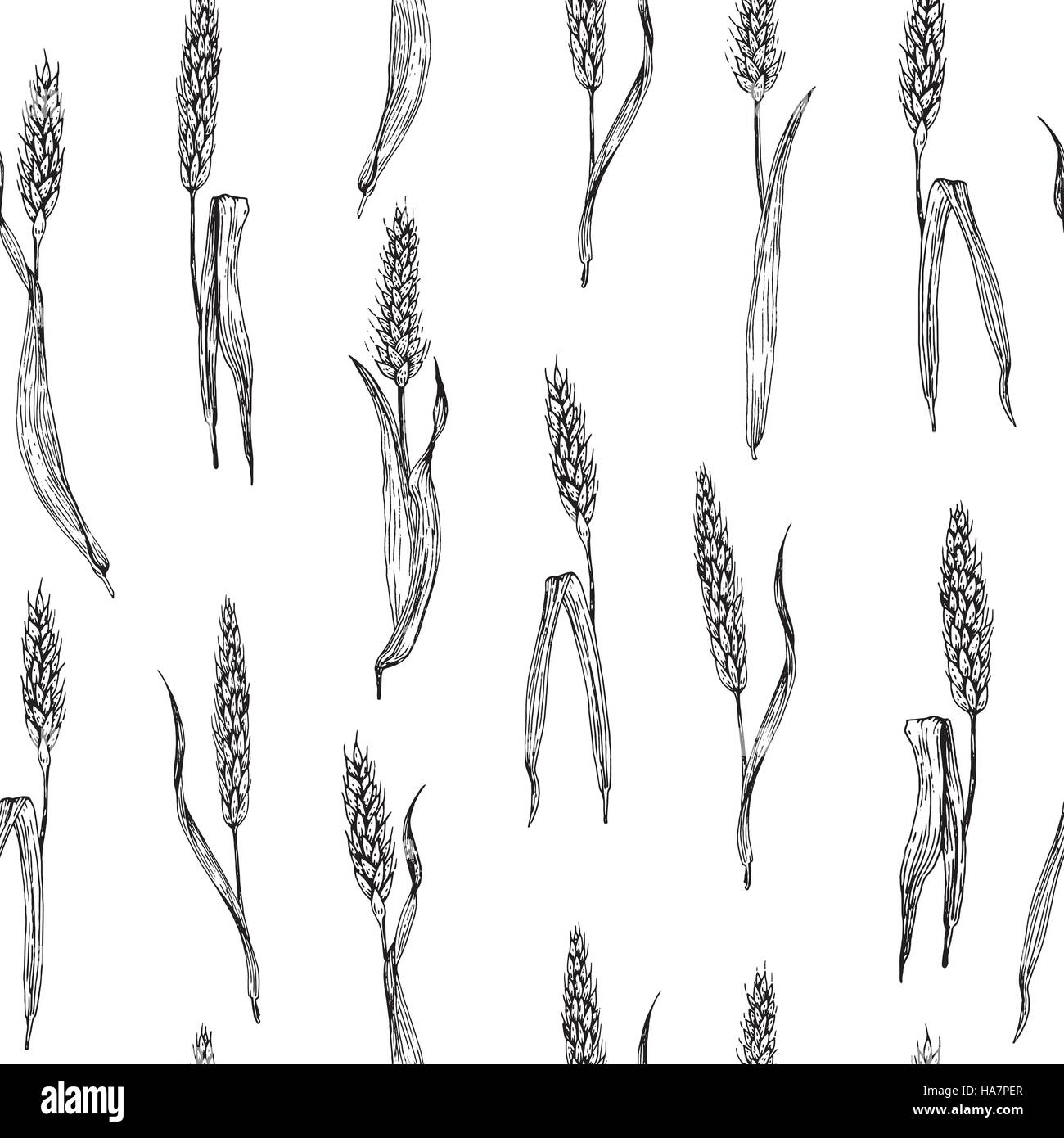 Seamless Vector wheat pattern. Hand drawn Stock Vector Image & Art - Alamy