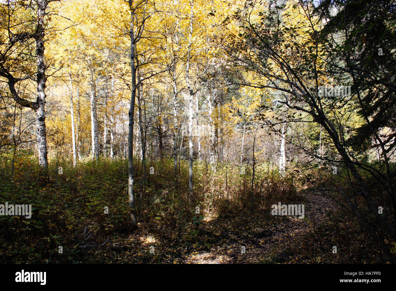 Tours for fall colors hi-res stock photography and images - Alamy