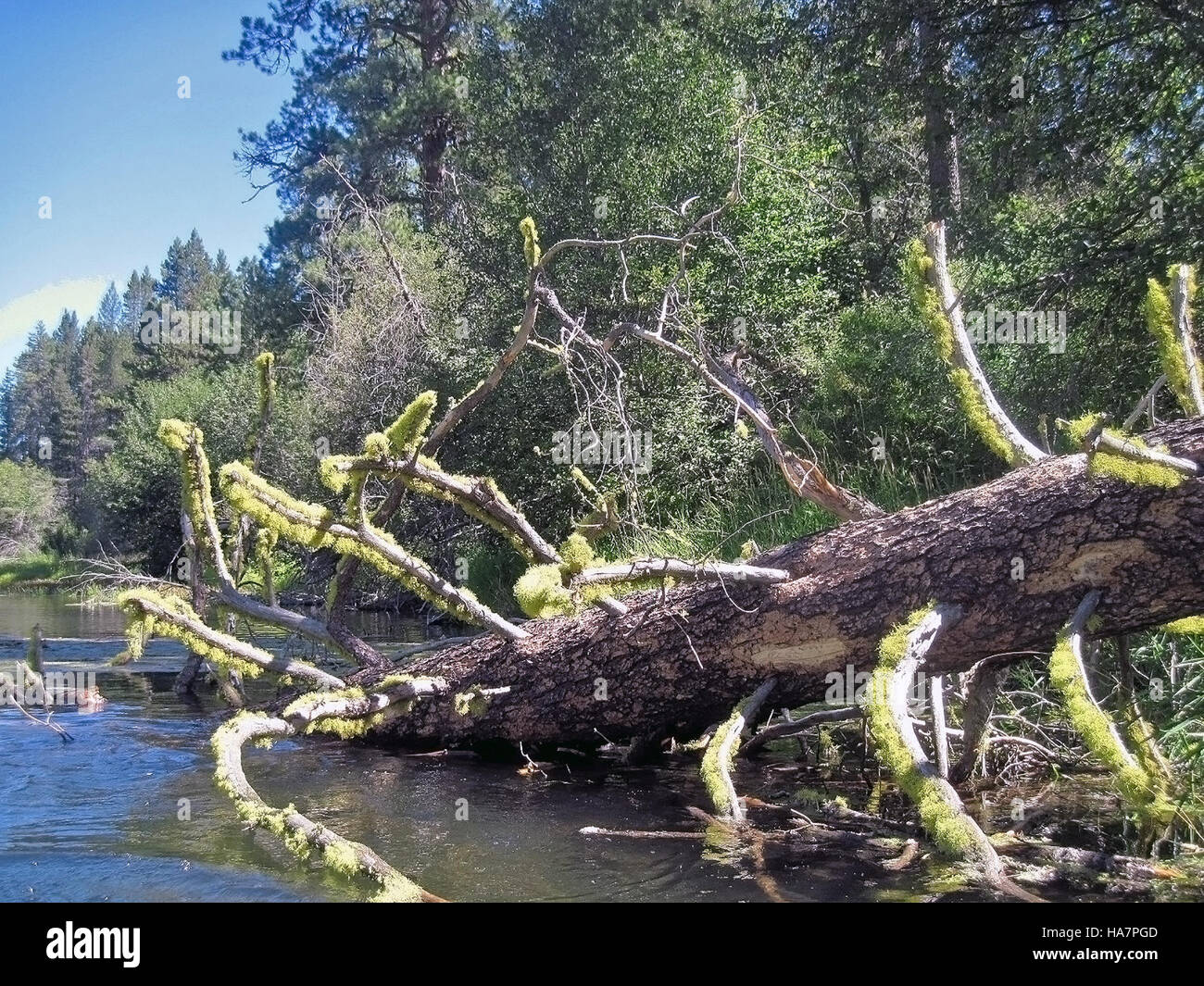usdagov 6258188496 log in stream Stock Photo - Alamy