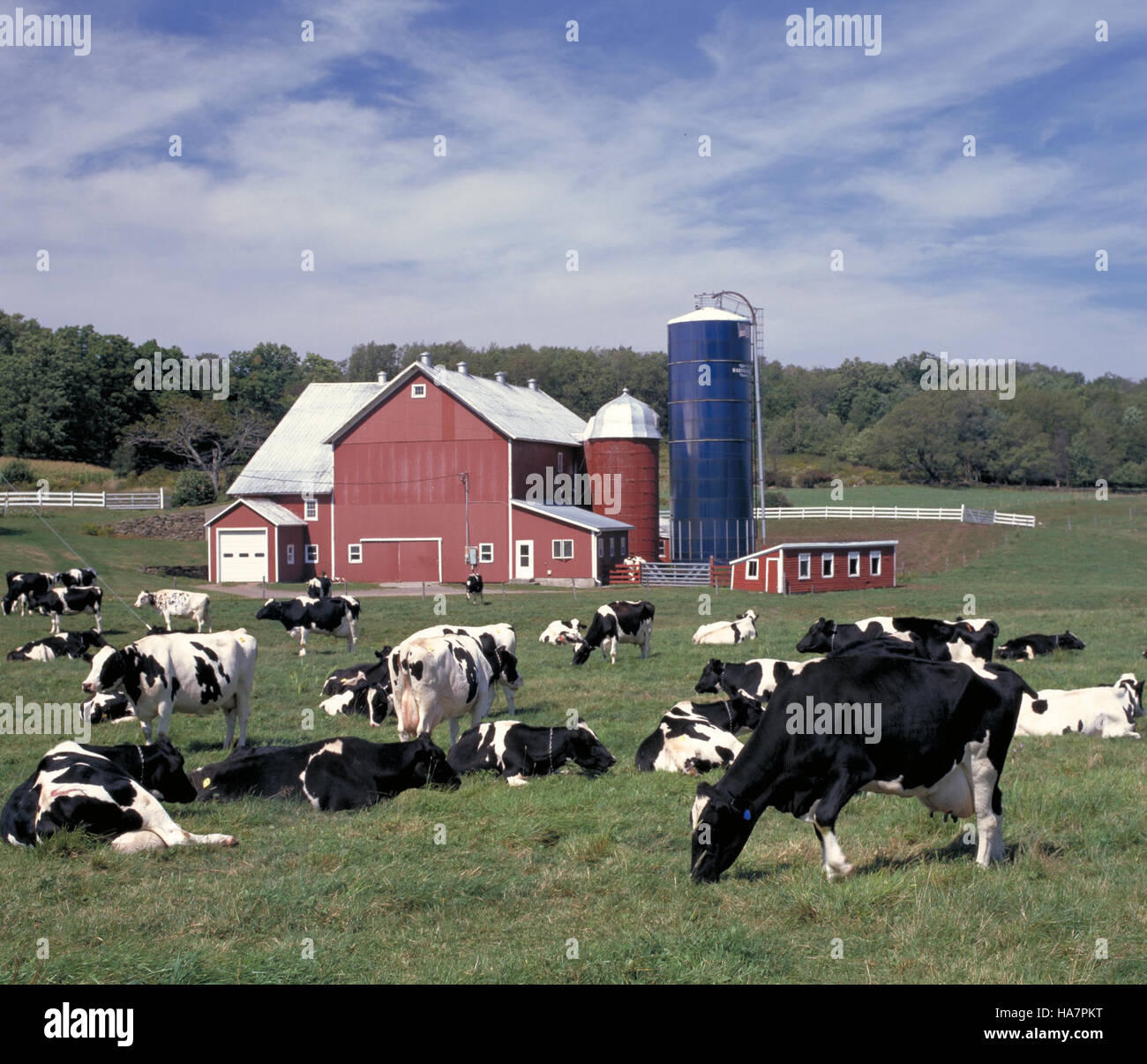 The USDA supports the dairy industry by regulating cattle and livestock ...