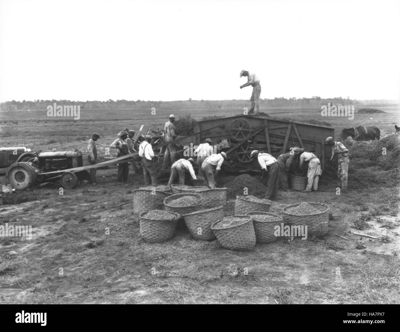 The USDA’s historical archives document the harvest of peanuts ...