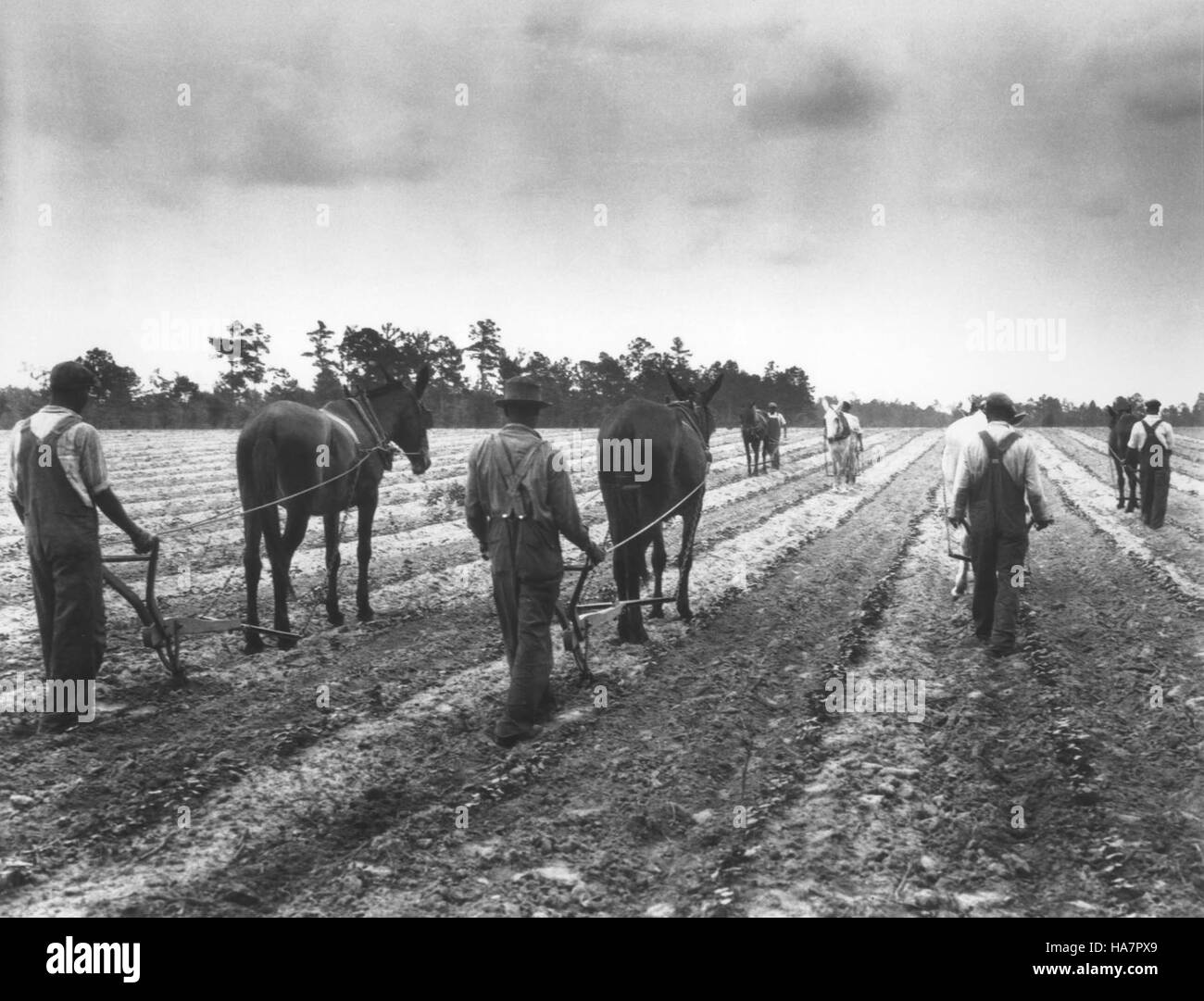 A historical photo depicting cotton farmers plowing fields on a farm ...